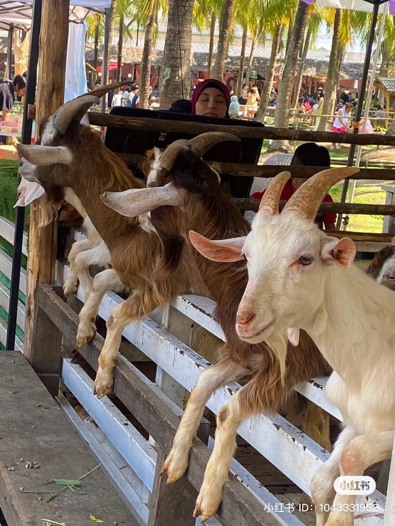 拿去抄作业！「4D3N清迈完整行程」攻略，椰林市集、梦游仙境探店必访！ - PopDaily 波波黛莉的异想世界 - 马来西亚